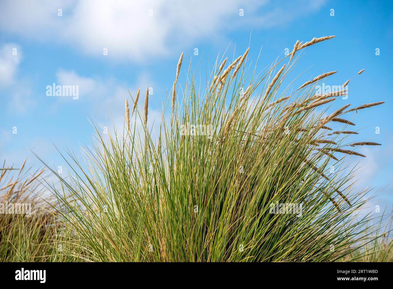 Marram Grass for landscape management Stock Photo - Alamy