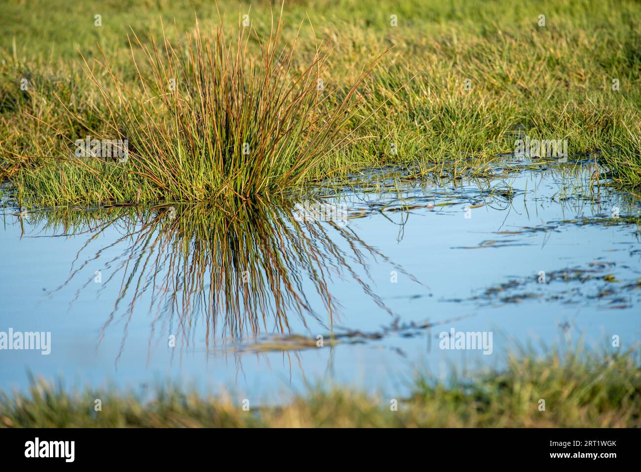 Reflection wet hi-res stock photography and images - Alamy