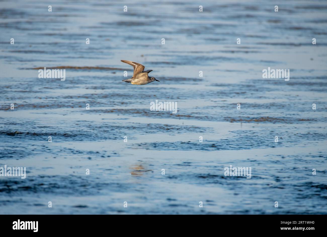 Snipe bird flying in the Wadden Sea National Park Stock Photo - Alamy