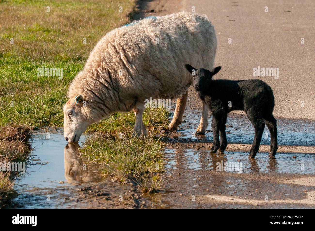 Sheep family hi-res stock photography and images - Alamy