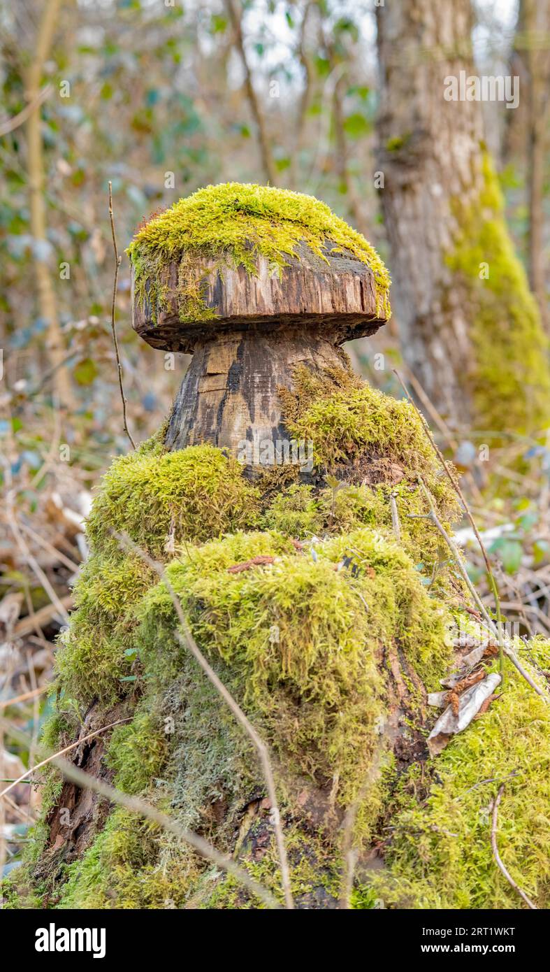 Tree stump overgrown with moss Stock Photo - Alamy