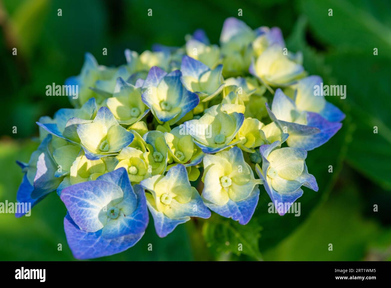 Hydrangea flowering in summer 2020 Stock Photo - Alamy