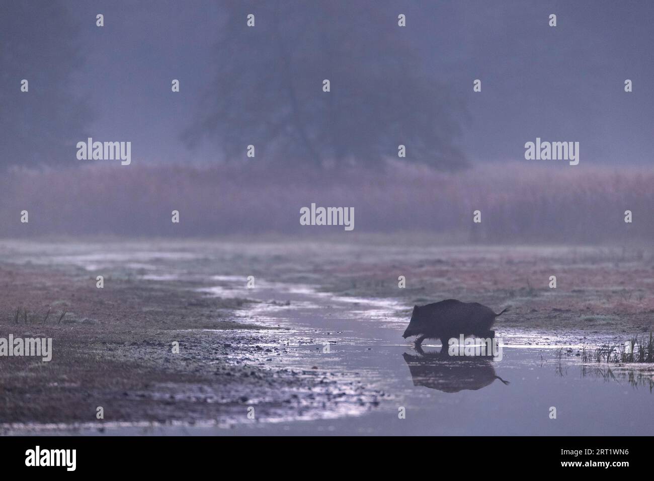 Wild boar, due to their good adaptability and high reproduction rate ...