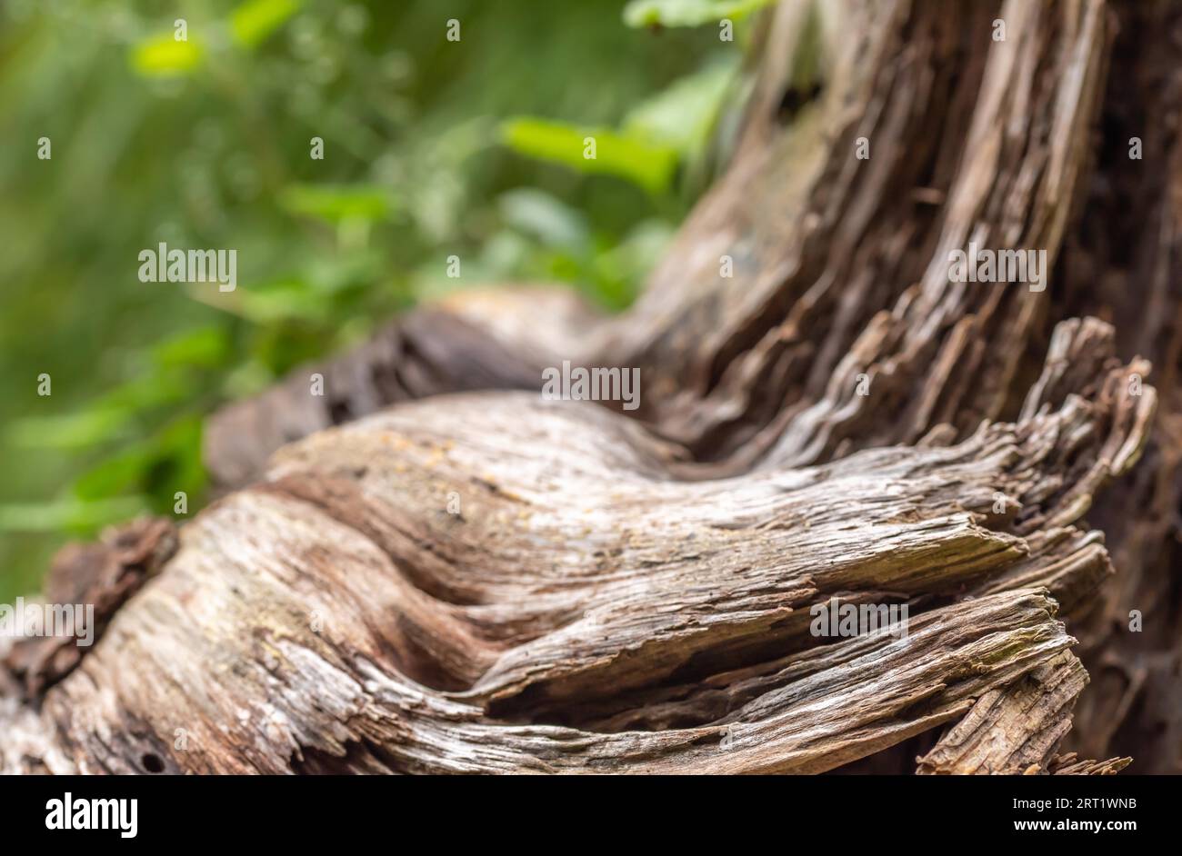 Stalk structure hi-res stock photography and images - Alamy