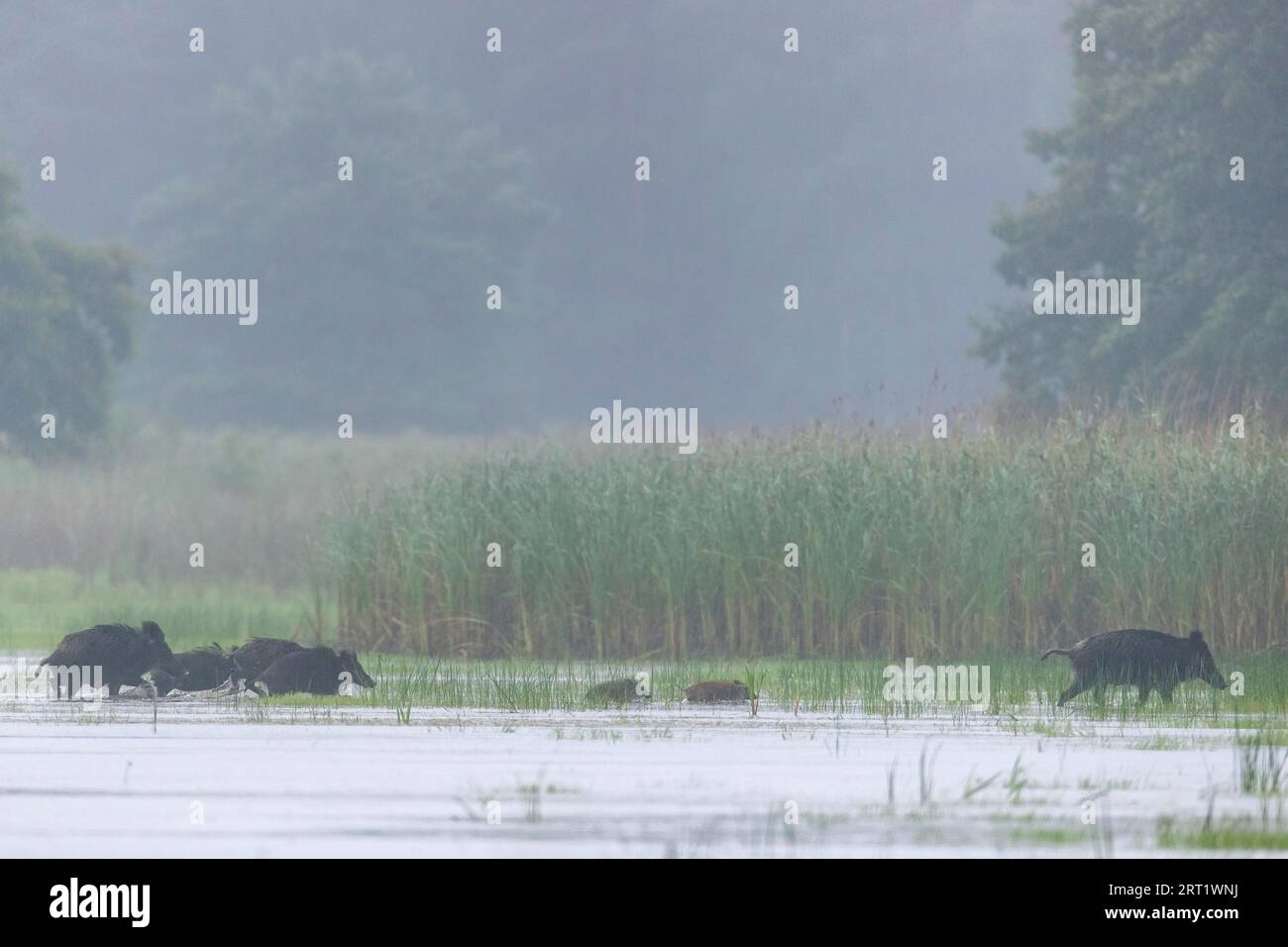 Wild boar, due to their good adaptability and high reproduction rate ...