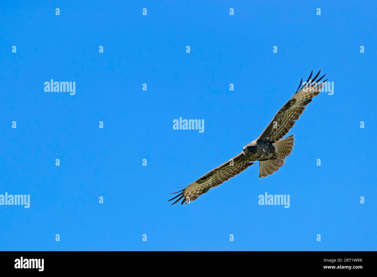 Common steppe buzzard (Buteo buteo) in flight, Common Buzzard in flight ...