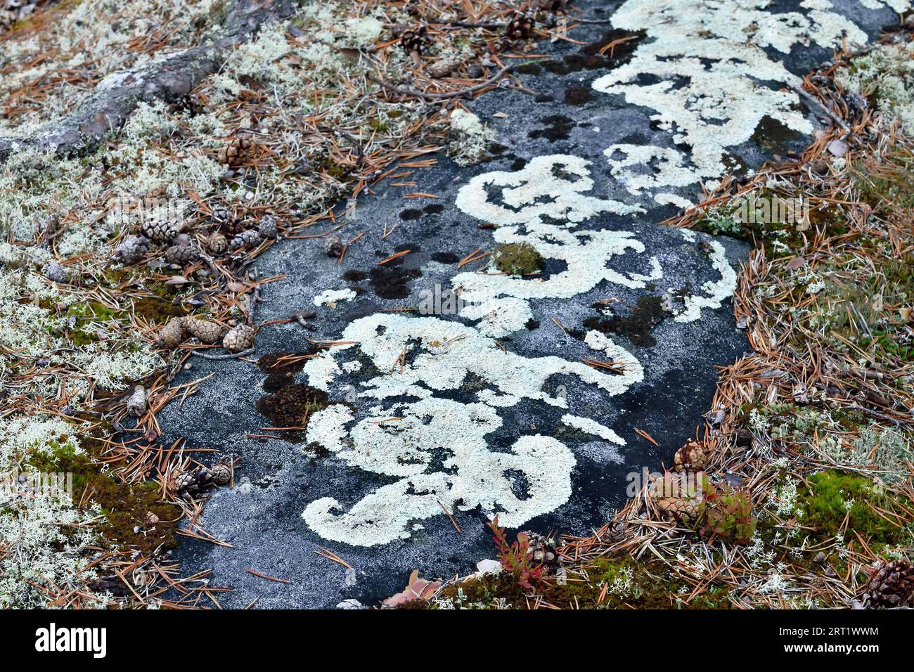 Beautiful pattern of lichen on a granite stone. Karelia, Russia Stock ...