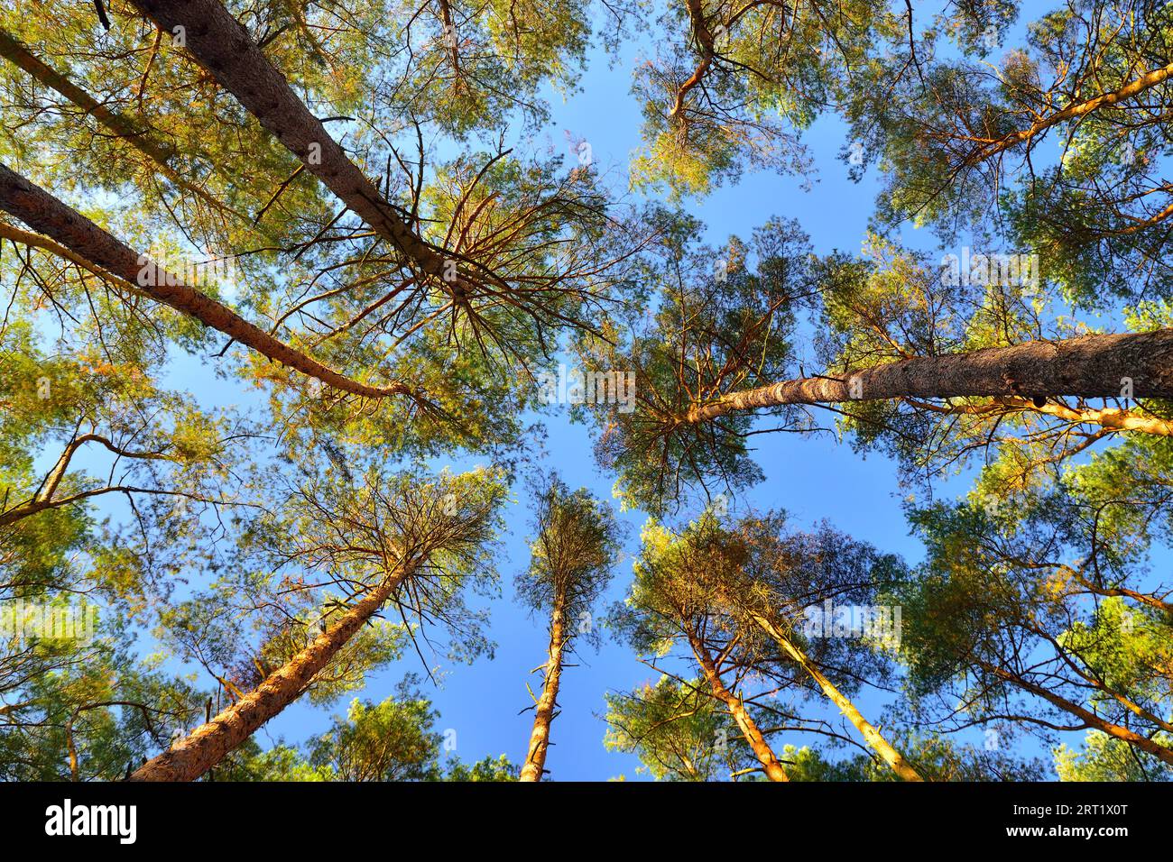 Crowns trees bottom view sky hi-res stock photography and images - Alamy