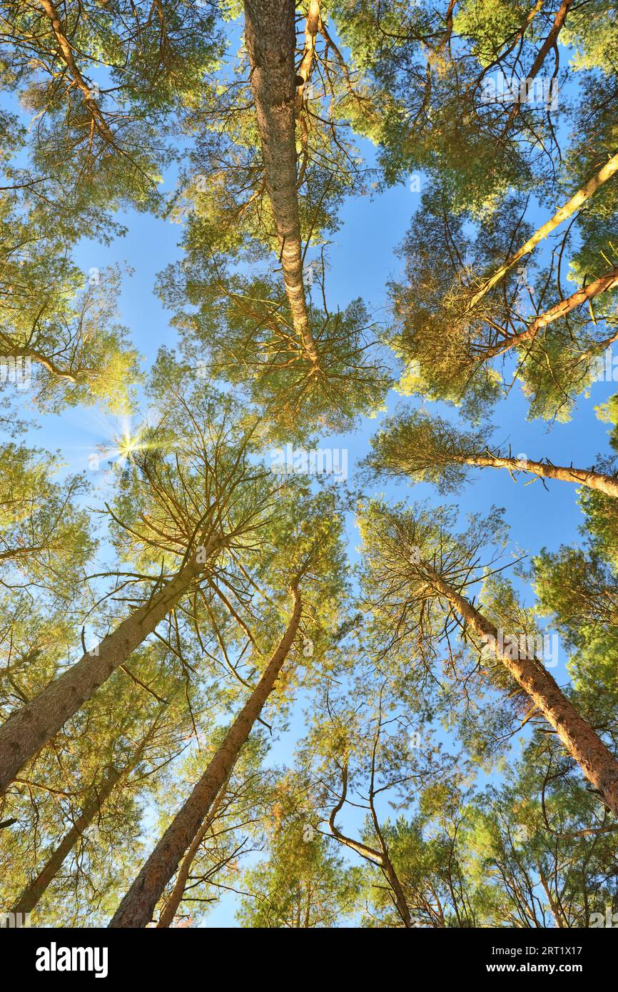 Crowns of pine trees overhead against the blue sky, bottom view Stock ...