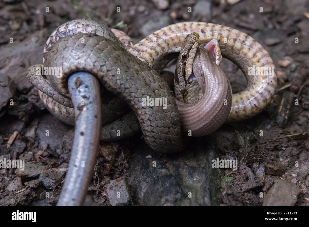 Winding snake hi-res stock photography and images - Alamy