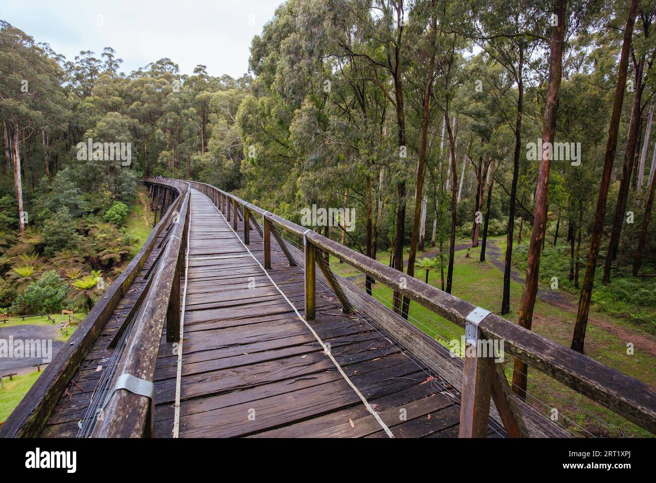 The famous Noojee Trestle Rail Bridge on a cool wet spring day in ...