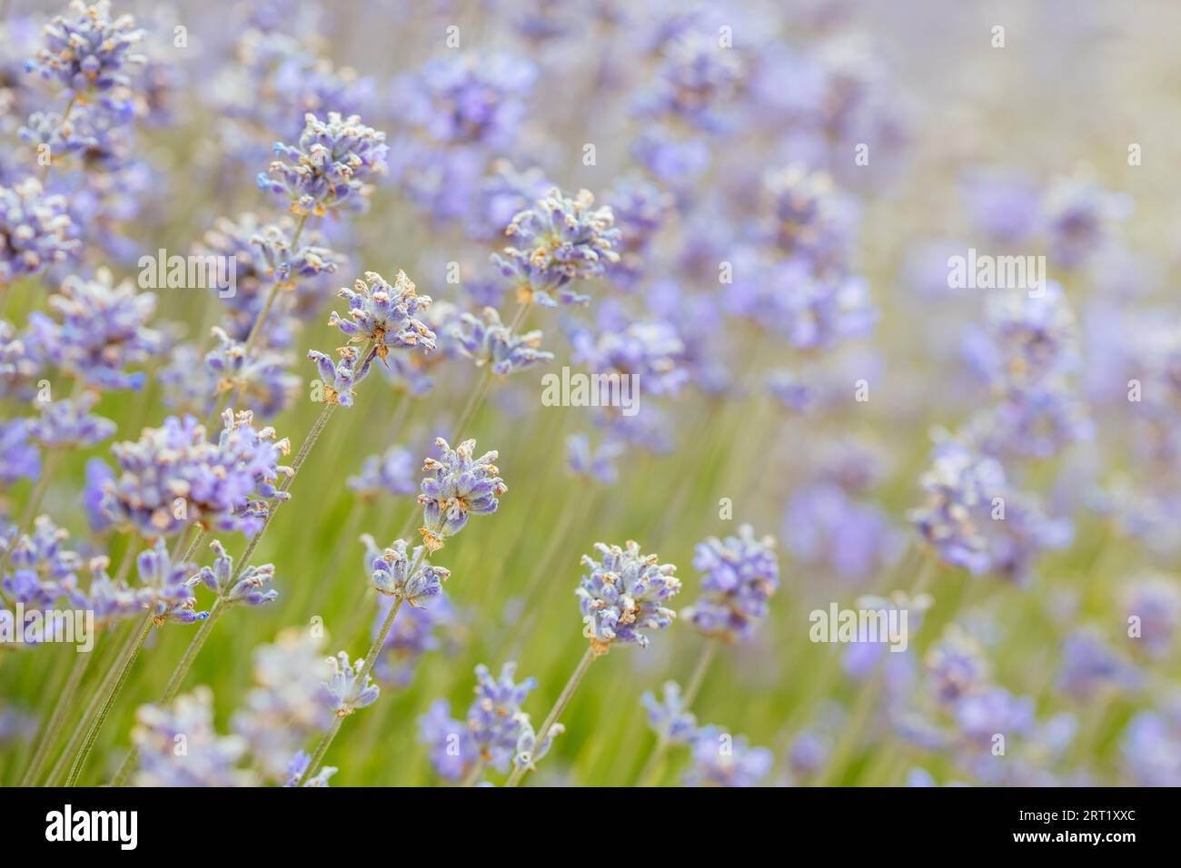 Victoria flowering hi-res stock photography and images - Alamy