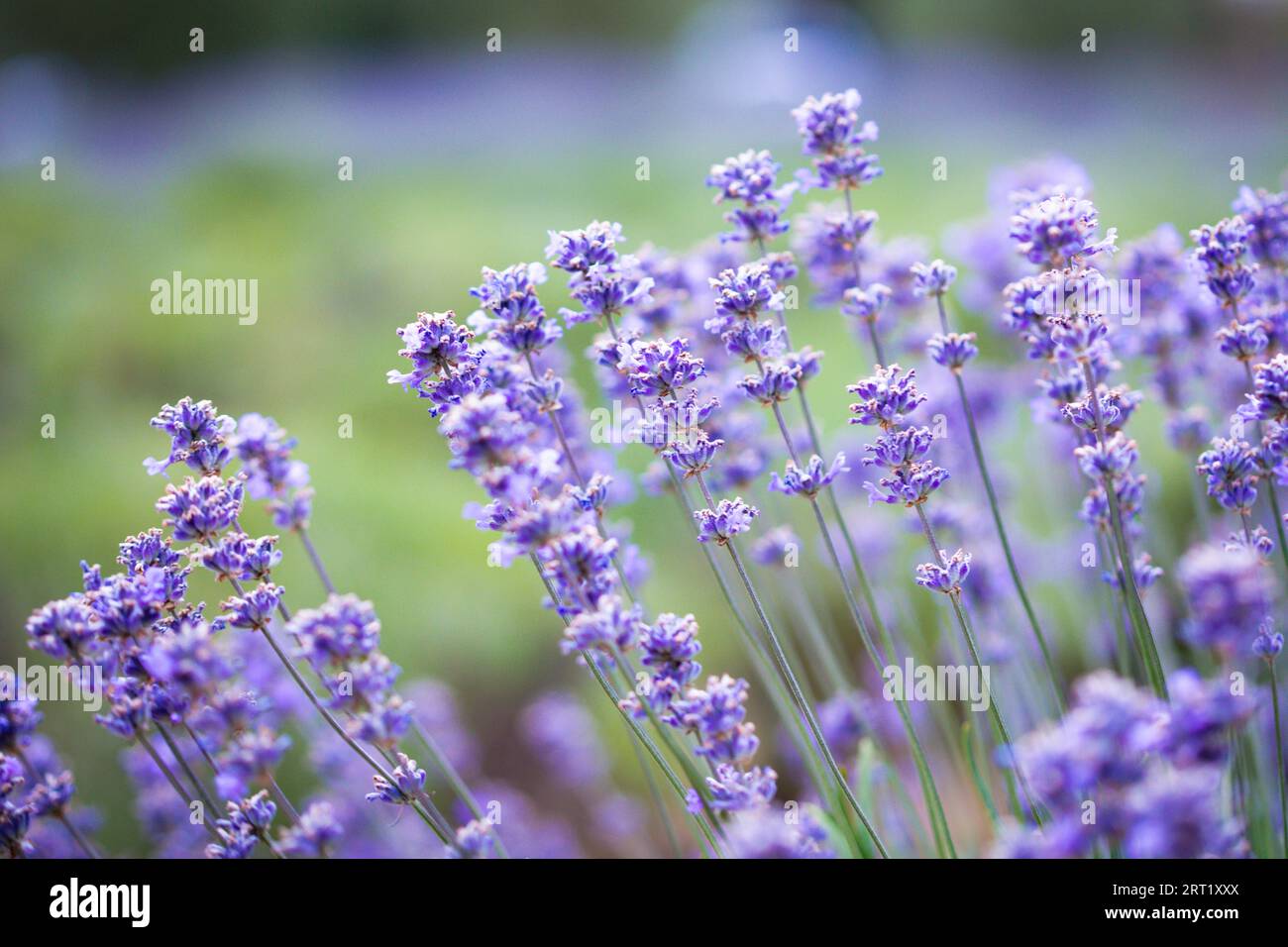 Lavender plant australia hi-res stock photography and images - Alamy