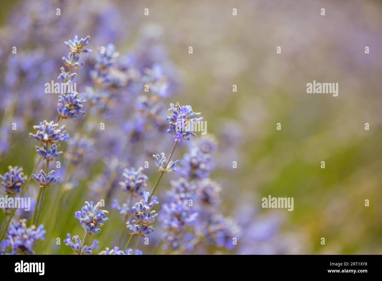 Victoria flowering hi-res stock photography and images - Alamy