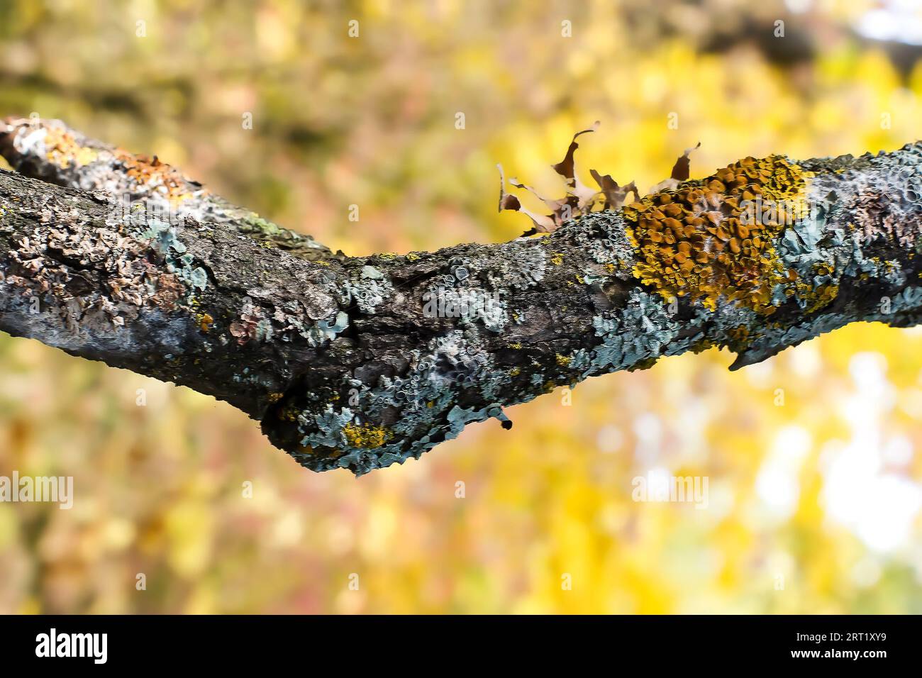 Tree branch texture hi-res stock photography and images - Alamy