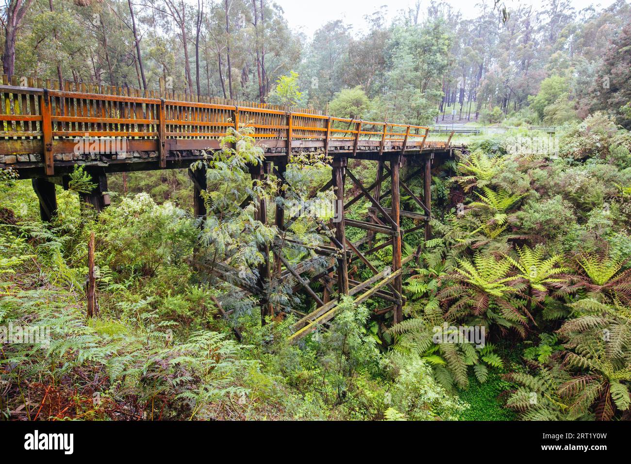 The famous Noojee Trestle Rail Bridge on a cool wet spring day in ...