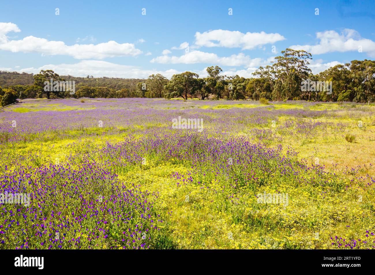 State flower of victoria hi-res stock photography and images - Alamy