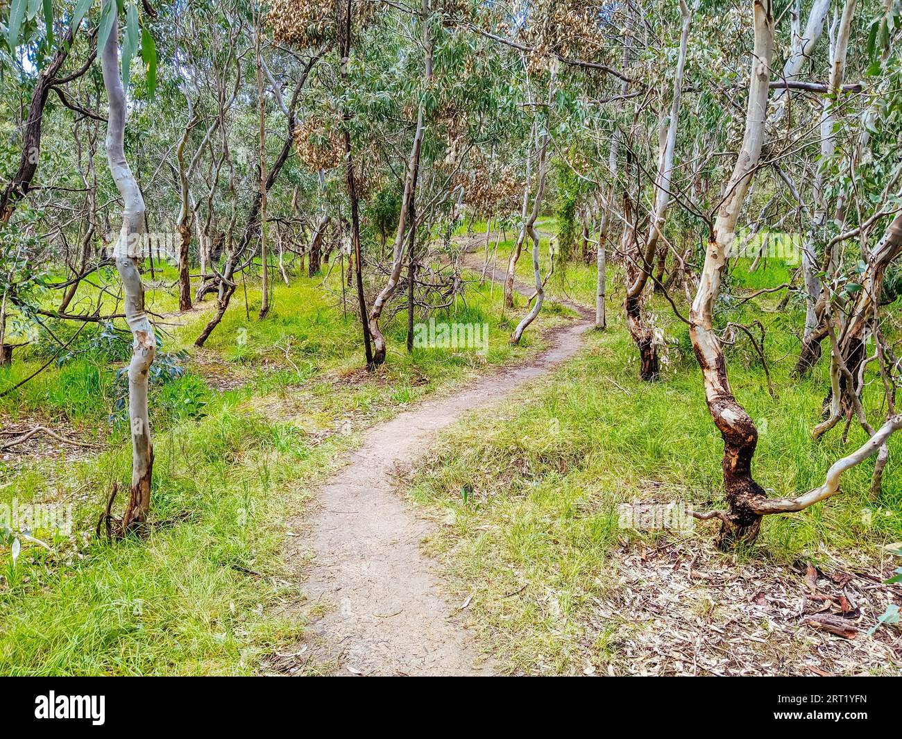 Walk and bike trails with Australian bush setting in Macleod in ...