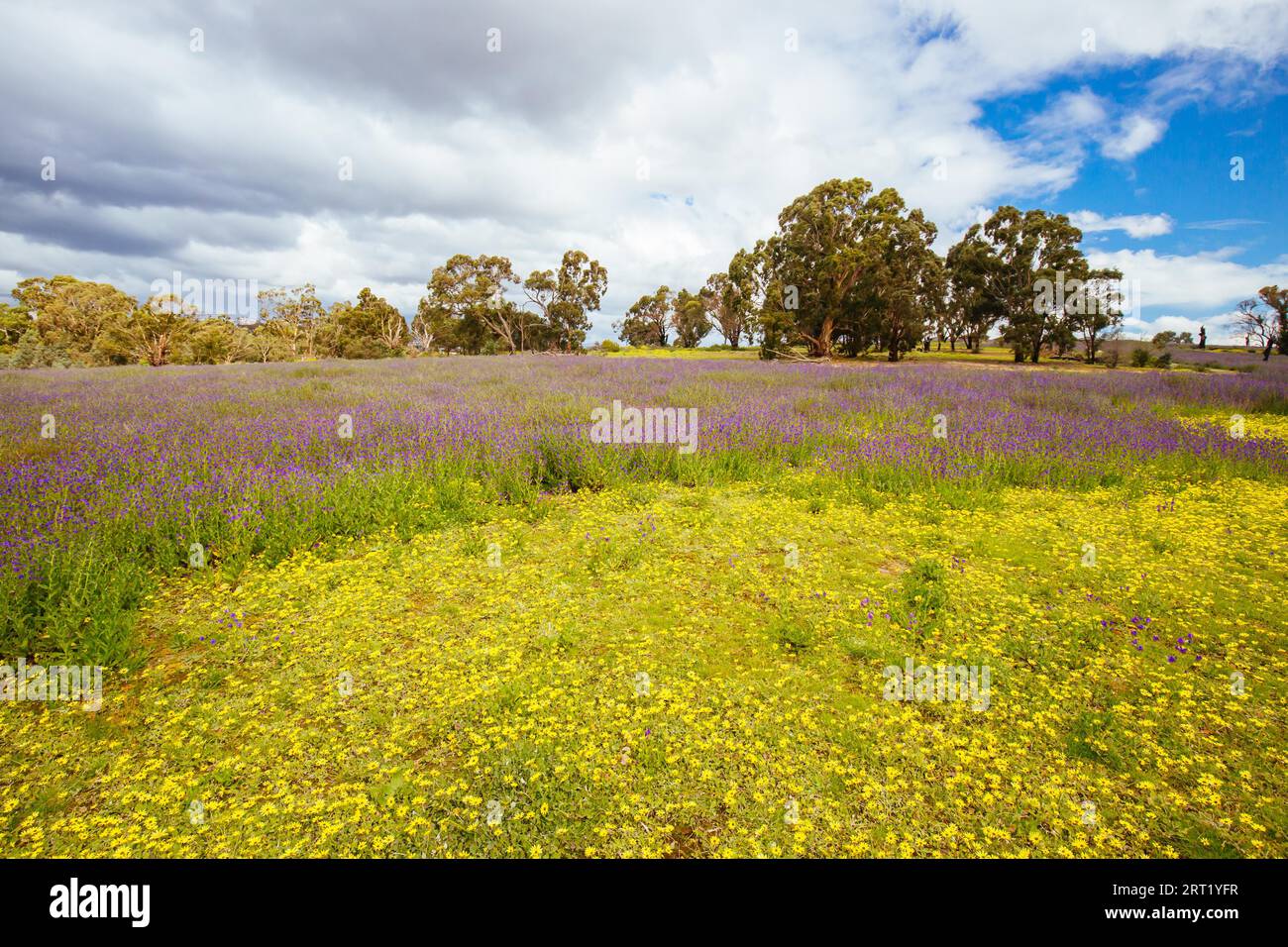 A warm spring day with fields of flowers in Plenty Gorge State Park in ...