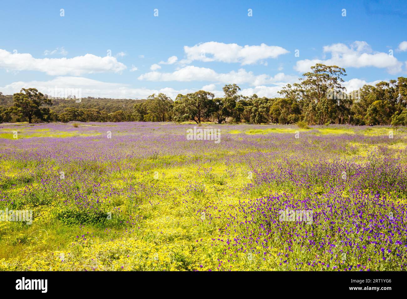 State flower of victoria hi-res stock photography and images - Alamy