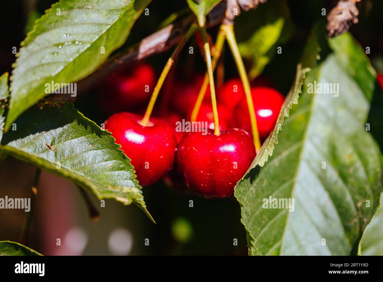 Fresh cherries after a rain shower, ready to be picked in Victoria ...