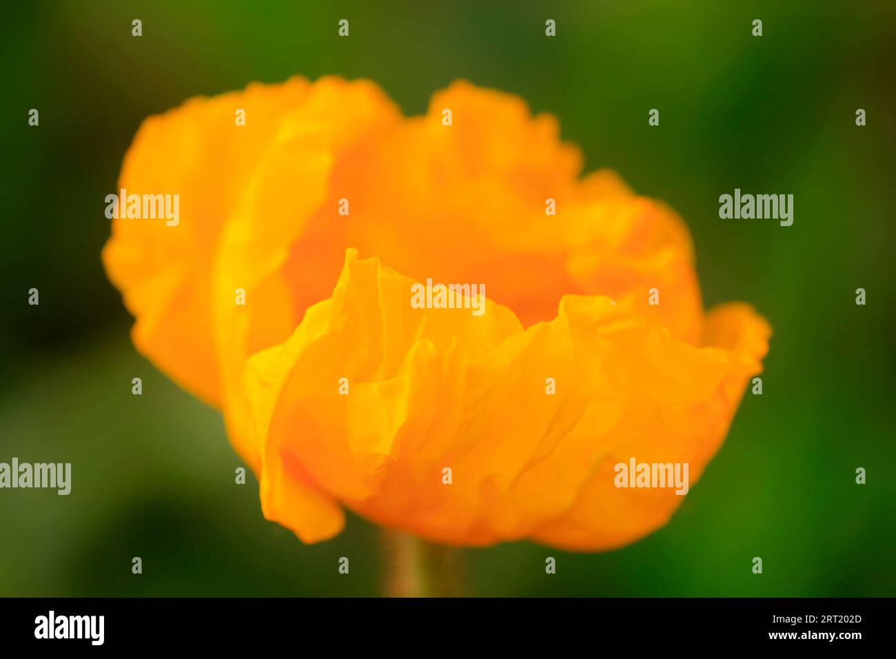 Poppy varieties hi-res stock photography and images - Alamy