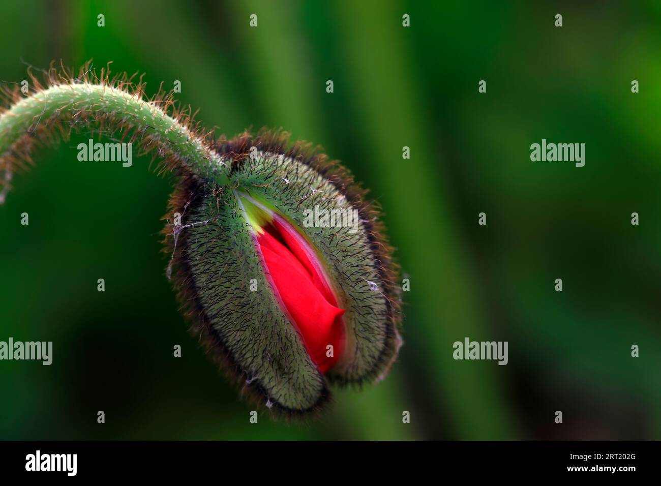 Poppy varieties hi-res stock photography and images - Alamy