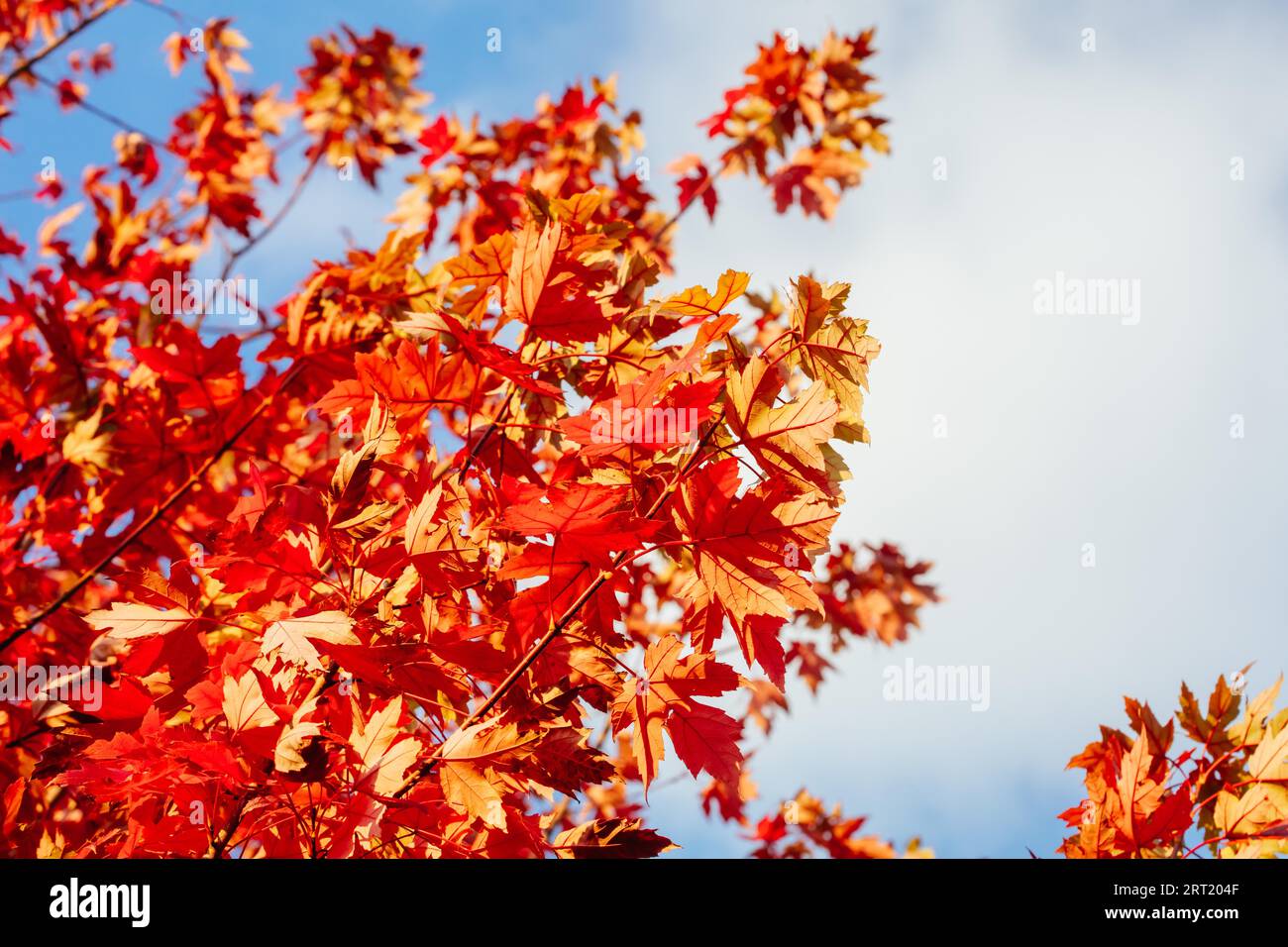 Late afternoon light in autumn thru a maple tree in the rural town of ...