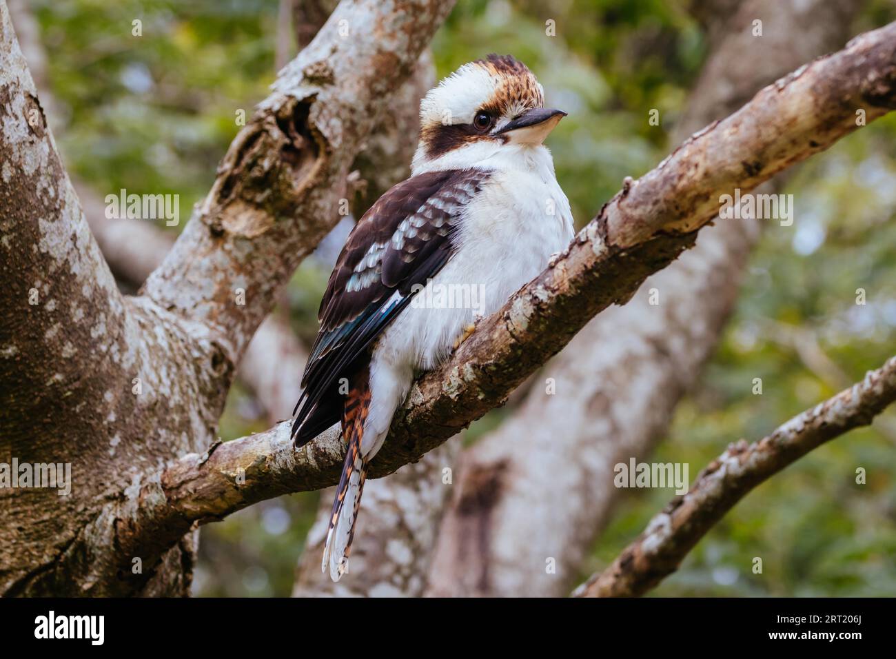 Sassafras victoria hi-res stock photography and images - Alamy