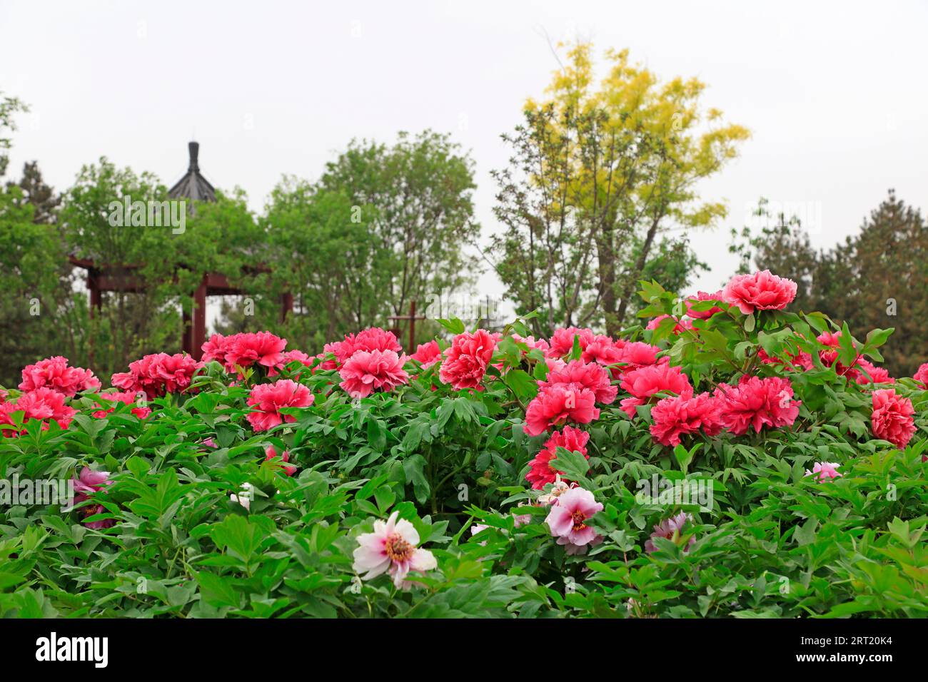 Peony pavilion hi-res stock photography and images - Alamy