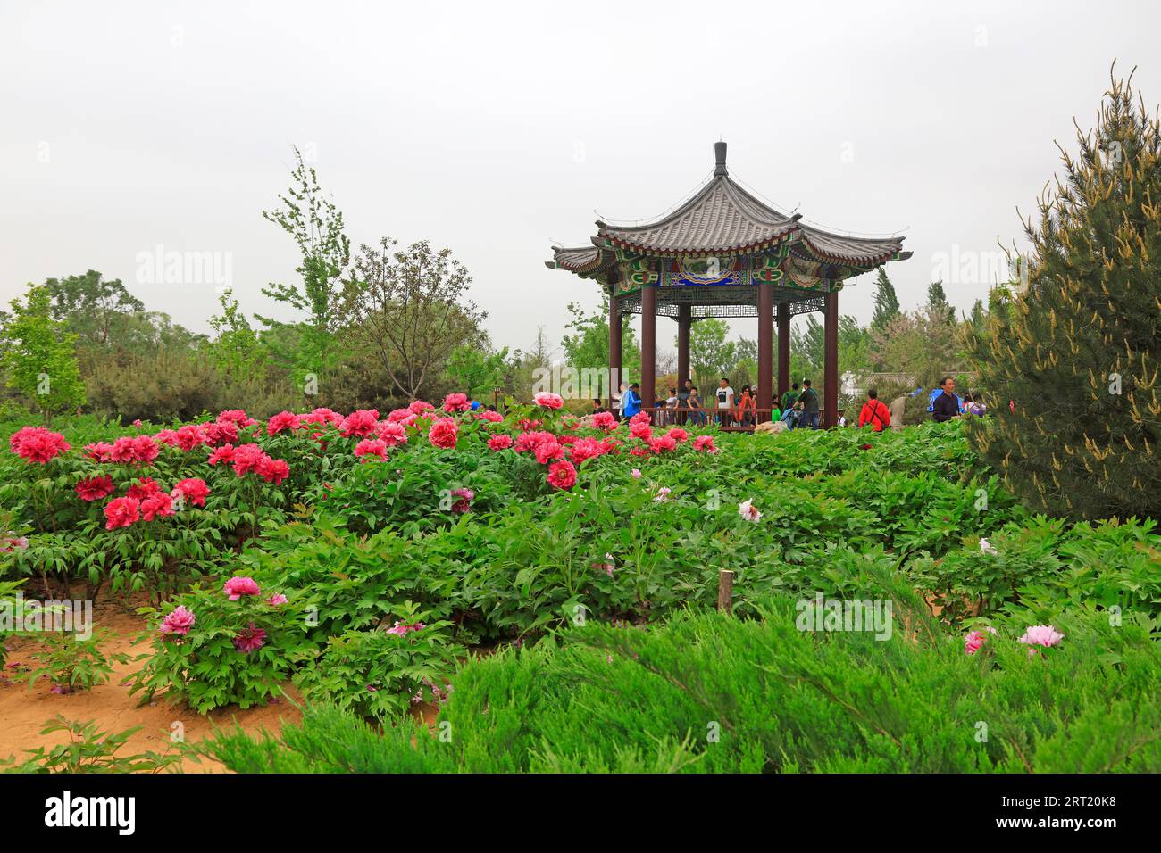 peony and pavilion in the garden Stock Photo - Alamy