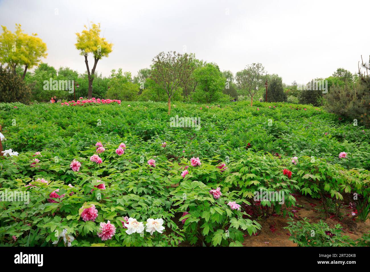 peony and pavilion in the garden Stock Photo - Alamy