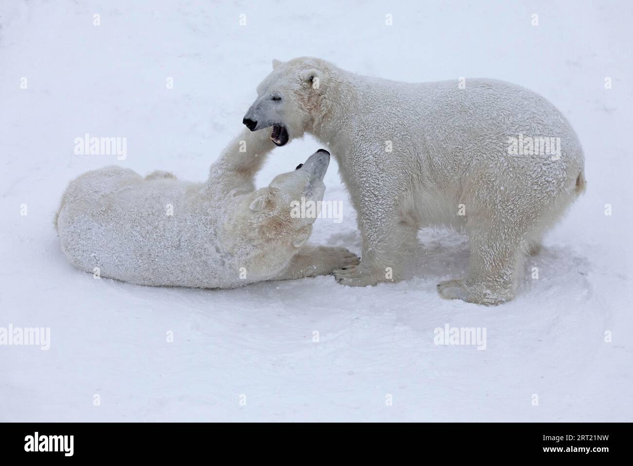 Playing polar bears (Ursus maritimus) C at Ranua Wildlife Park, Lapland ...