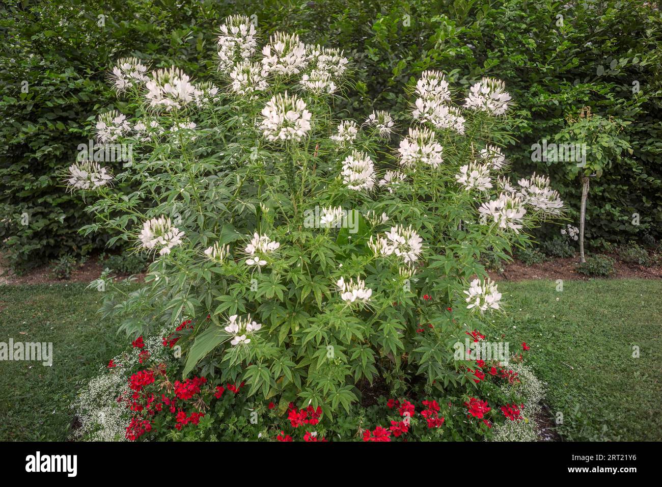 On the western edge of Greiz, the former royal seat of the Principality ...