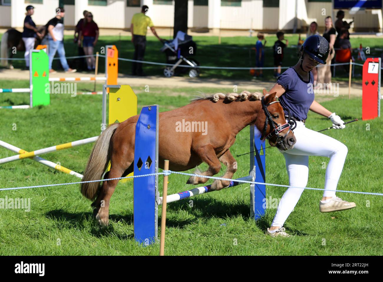 Bad Harzburg, Germany. 10th Sep, 2023. A Shetland pony jumps over an ...