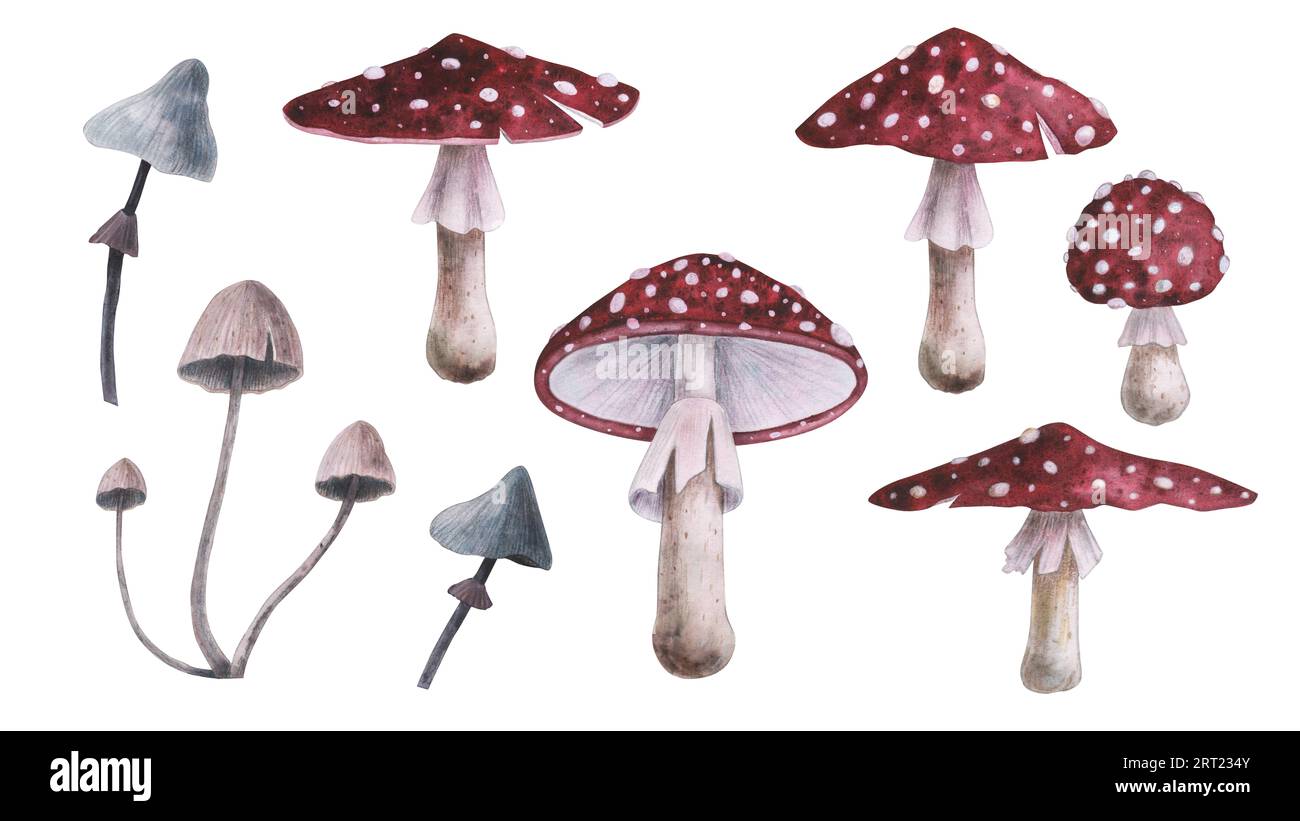 toadstool fly agaric with magical texture isolated on white background ...