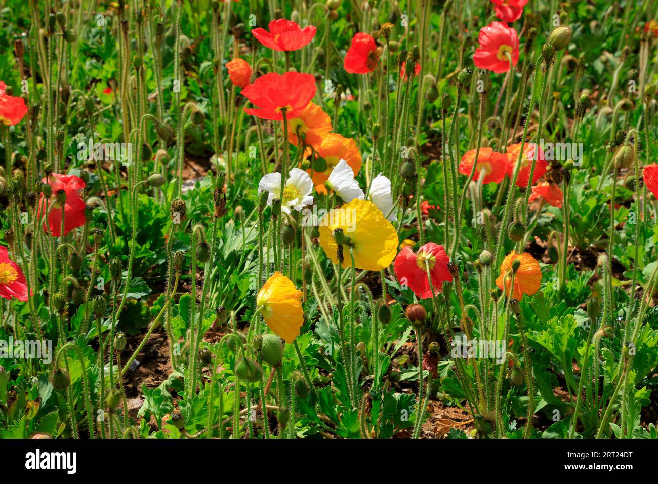 Poppy flowers in the garden Stock Photo - Alamy