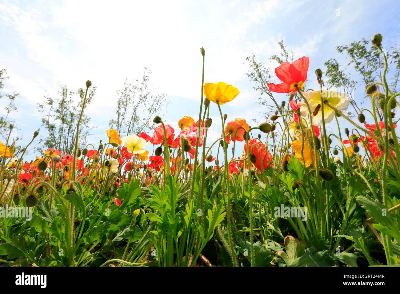 Poppy flowers in the garden Stock Photo - Alamy