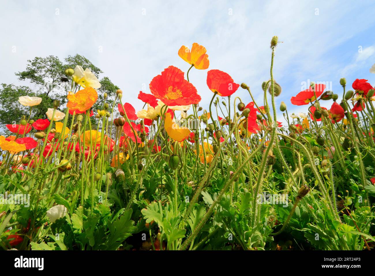 Poppy flowers in the garden Stock Photo - Alamy