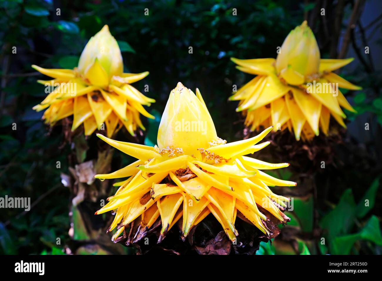 Musaceae plants hairyfruit musella flower Stock Photo - Alamy
