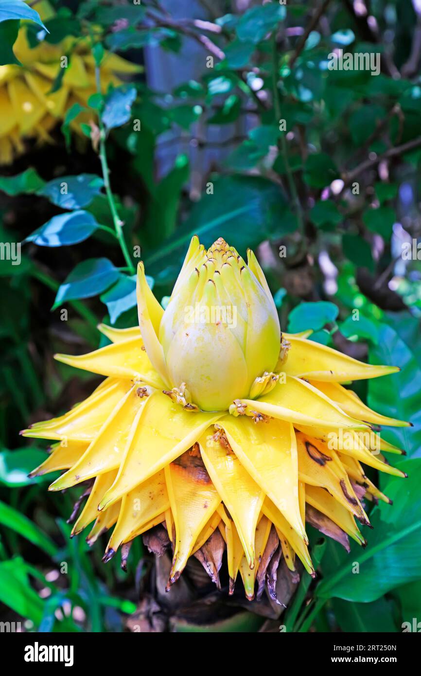 Hairyfruit musella flower hi-res stock photography and images - Alamy
