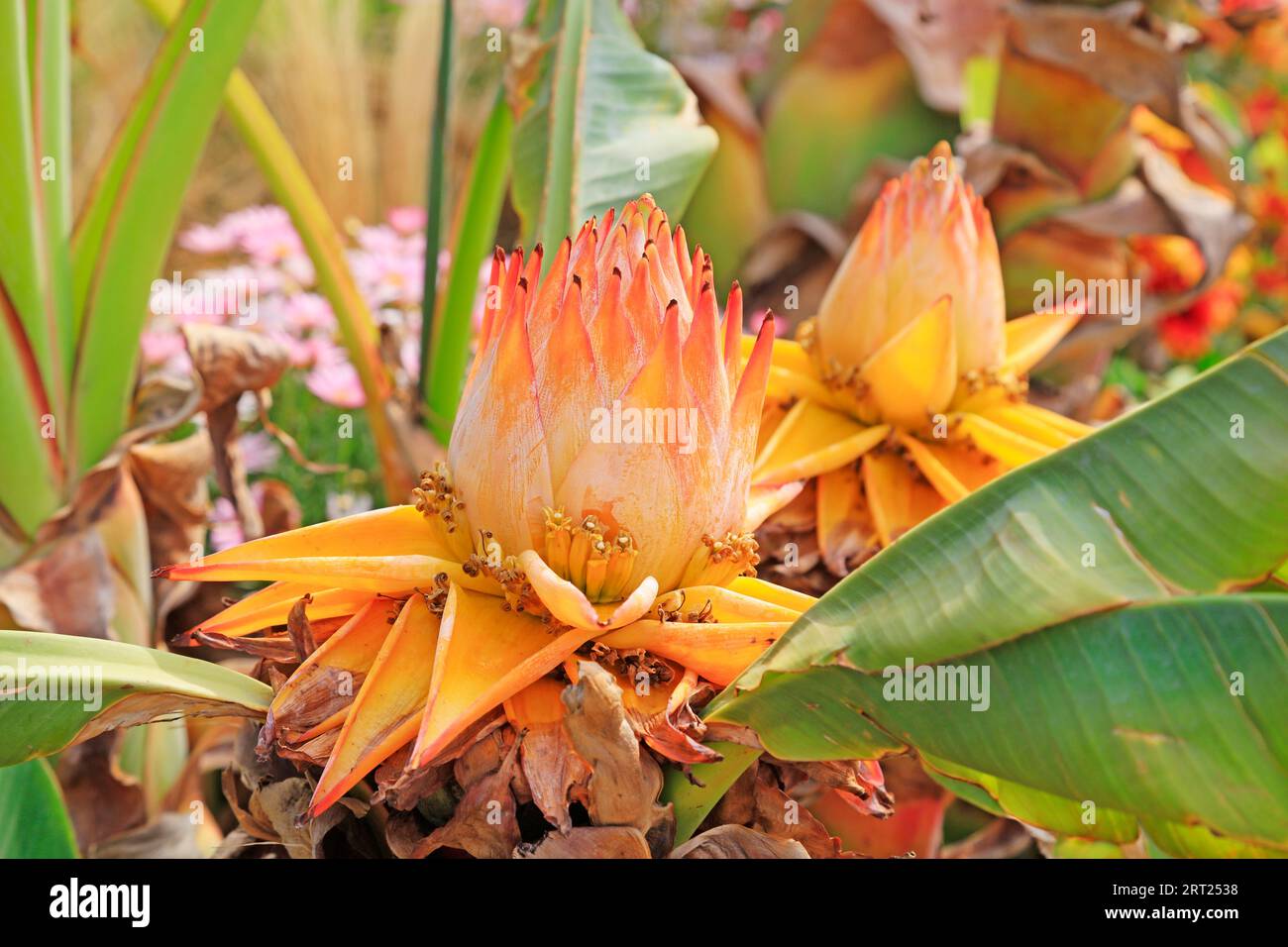 Hairyfruit musella flower hi-res stock photography and images - Alamy