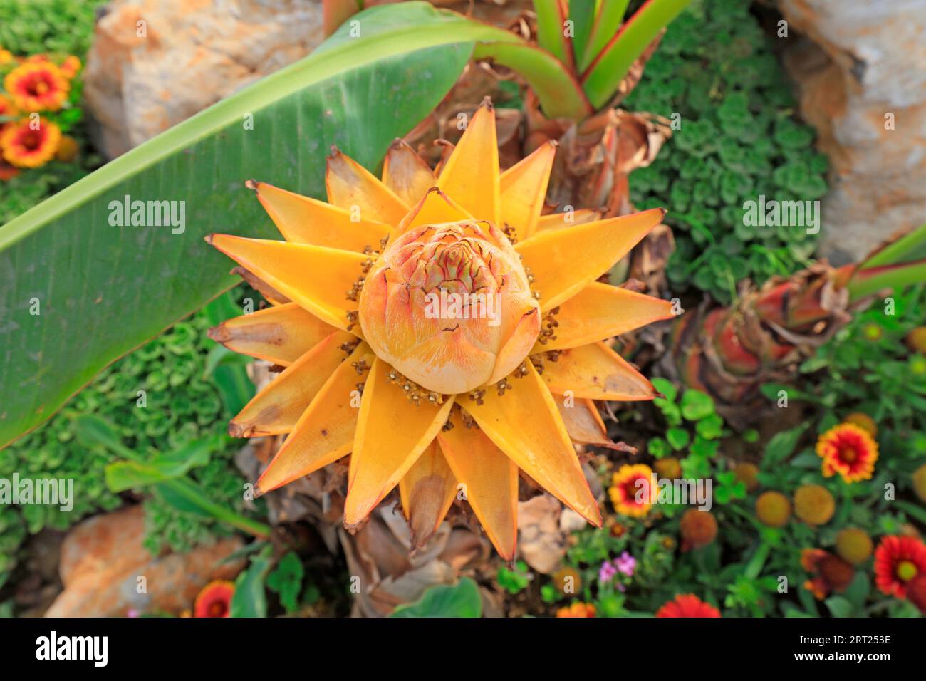 Musaceae plants hairyfruit musella flower Stock Photo - Alamy