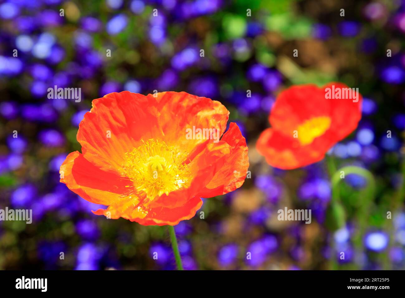 Chinese poppy hi-res stock photography and images - Alamy