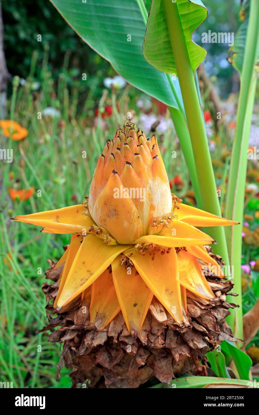 Hairyfruit musella flower hi-res stock photography and images - Alamy