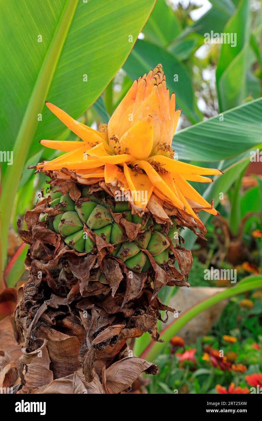 Hairyfruit musella flower hi-res stock photography and images - Alamy