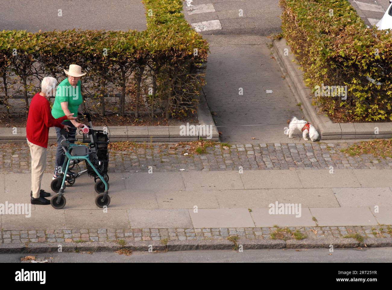 10 Sept. 2023/ Senior citizen female walks pets in Kastrup danish ...
