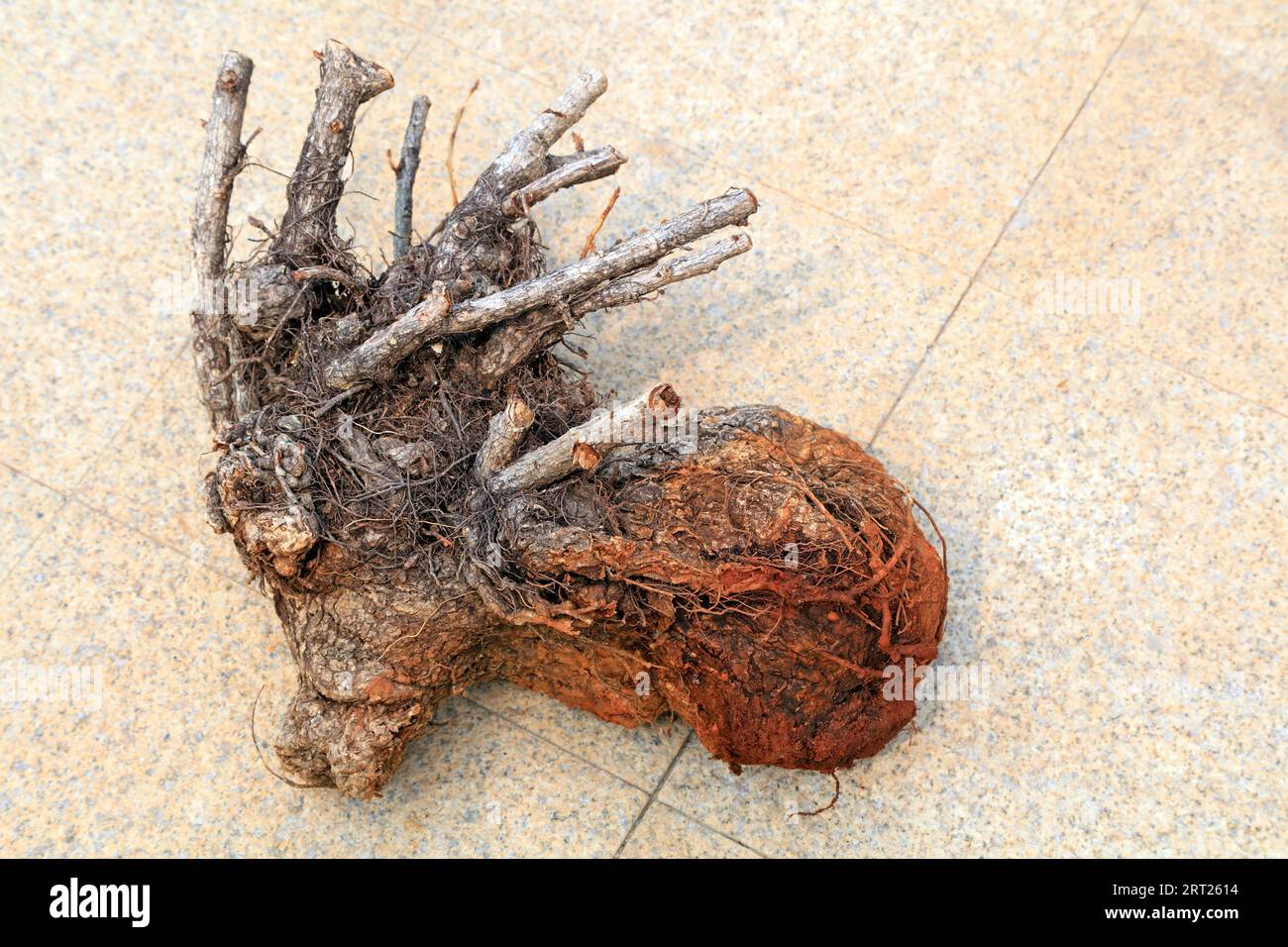 Dry root on th ground Stock Photo - Alamy