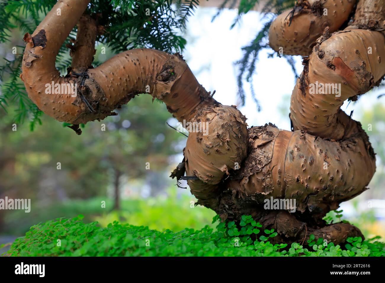 A spiral curving trunk Stock Photo - Alamy