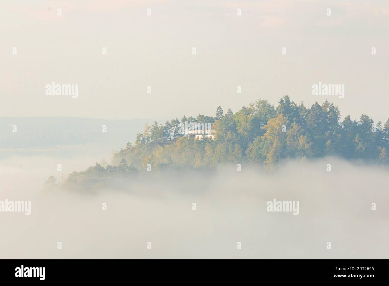 Bear in misty morning hi-res stock photography and images - Alamy